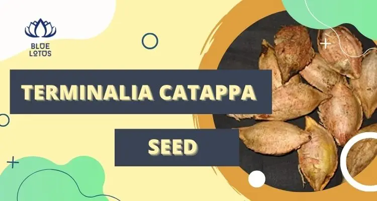 Best Terminalia Catappa Seed Price - Nutrient-Rich Almonds
