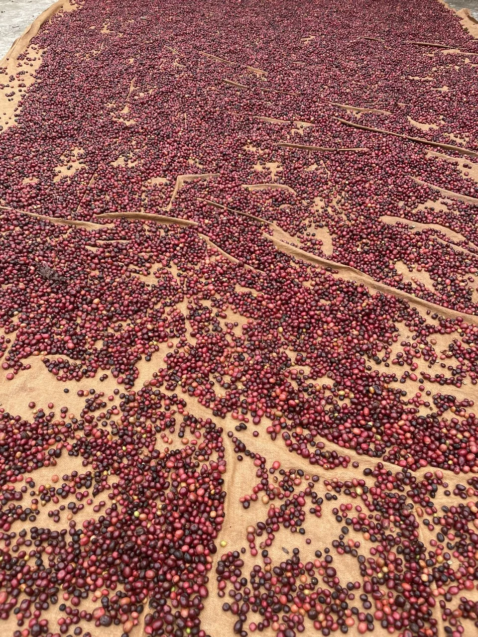 Wholesale Unwashed Robusta G1 S16 Wet Polished Premium Quality Coffee ...