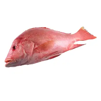 Fresh Frozen Whole Frozen Red Snapper Fish Price Market Shelf Life 2 Years - Buy Frozen Grey ...