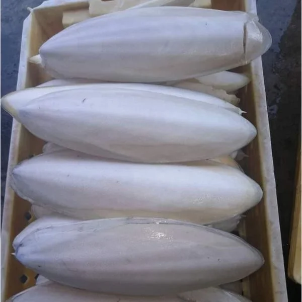 Dried Cuttlefish Bone / Cuttlebone Available - Buy Fresh Cuttlefish ...