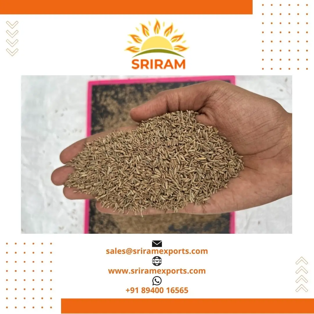 Huge Demand Cumin Seeds For Seasoning At 98% Purity In Genuine Quality ...