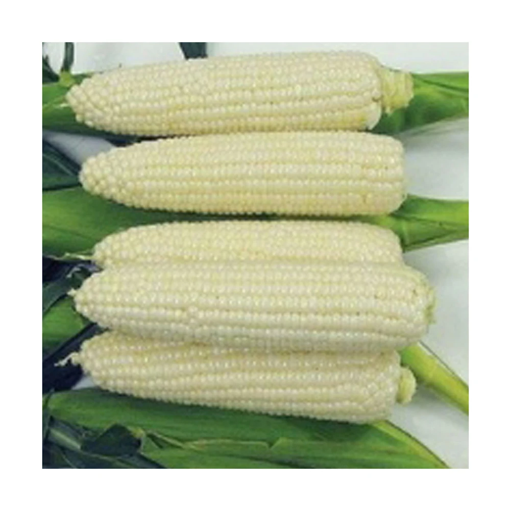 White Corn/ White Corn For Human Consumption Non Gmo White Corn/ Yellow ...