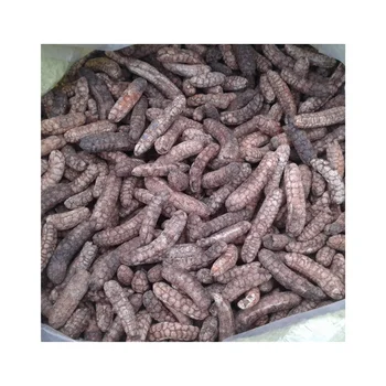 Dried Jungle Pip Banana/ Dried Wild Banana Seeds From Natural Forest ...
