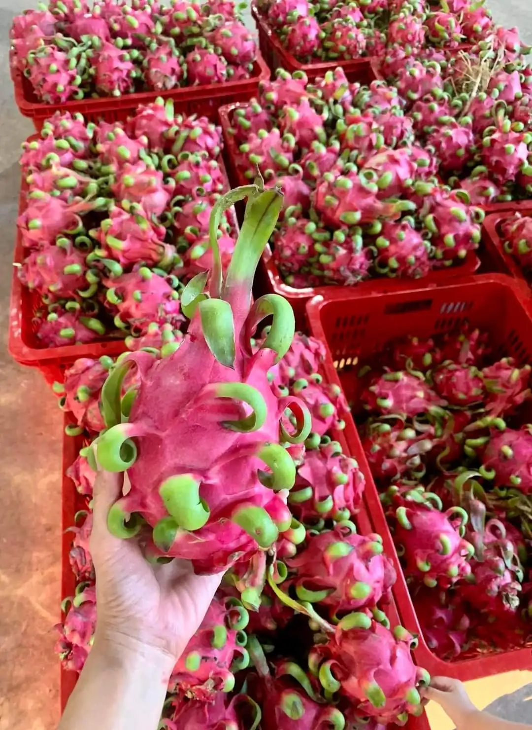 Vietnam Red Flesh Fresh Dragon Fruit Good Price Available For Export ...