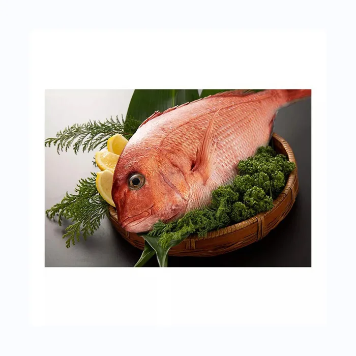 Frozen Red Seabream Fish Supplier Frozen Top Quality Black / Red ...
