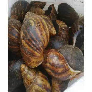 Fresh African Giant Snails/frozen,Dried & Alive Snails - Buy Alive ...