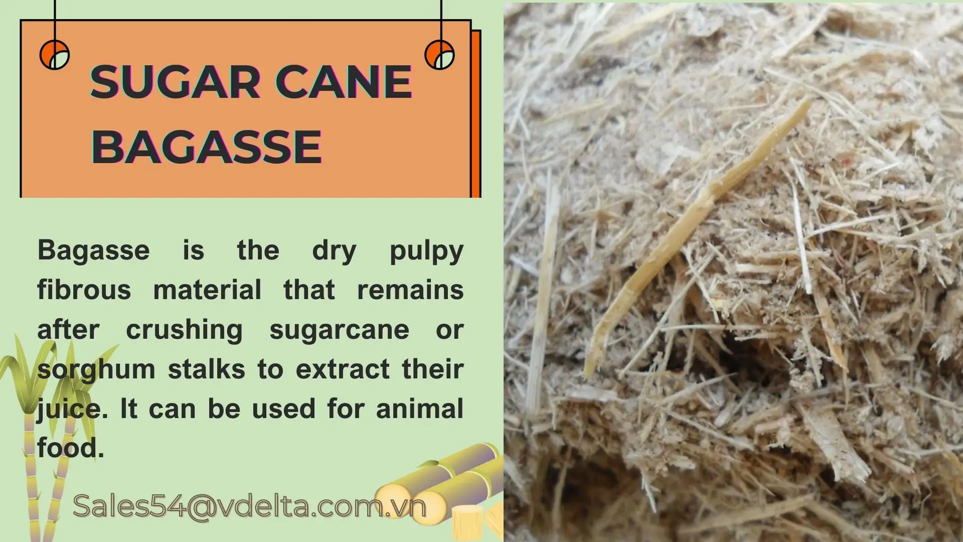 Sugarcane Bagasse - Versatile Material for Animal Feed & Fertilizer
