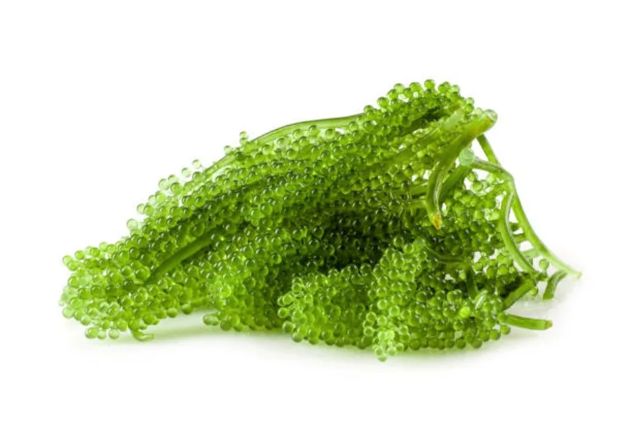 100% Natural Organic Sea Grapes Product Green Sea Grapes - Buy ...