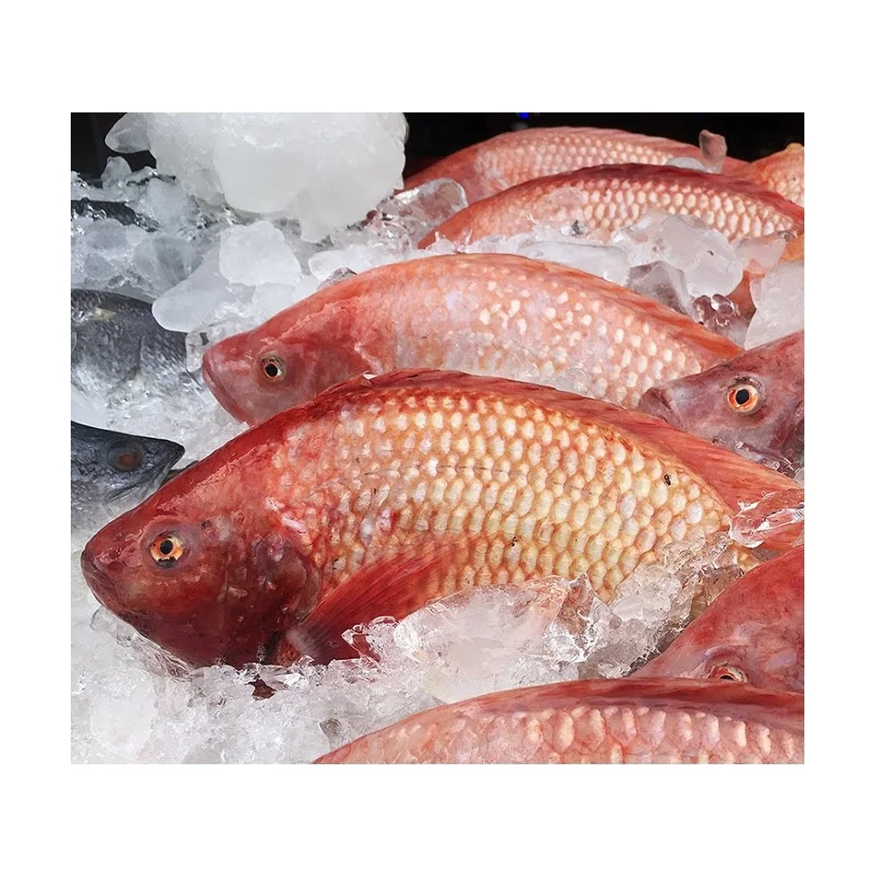 Premium Quality Frozen Red Seabream Fish | Whole Red Sea Bream Fish ...