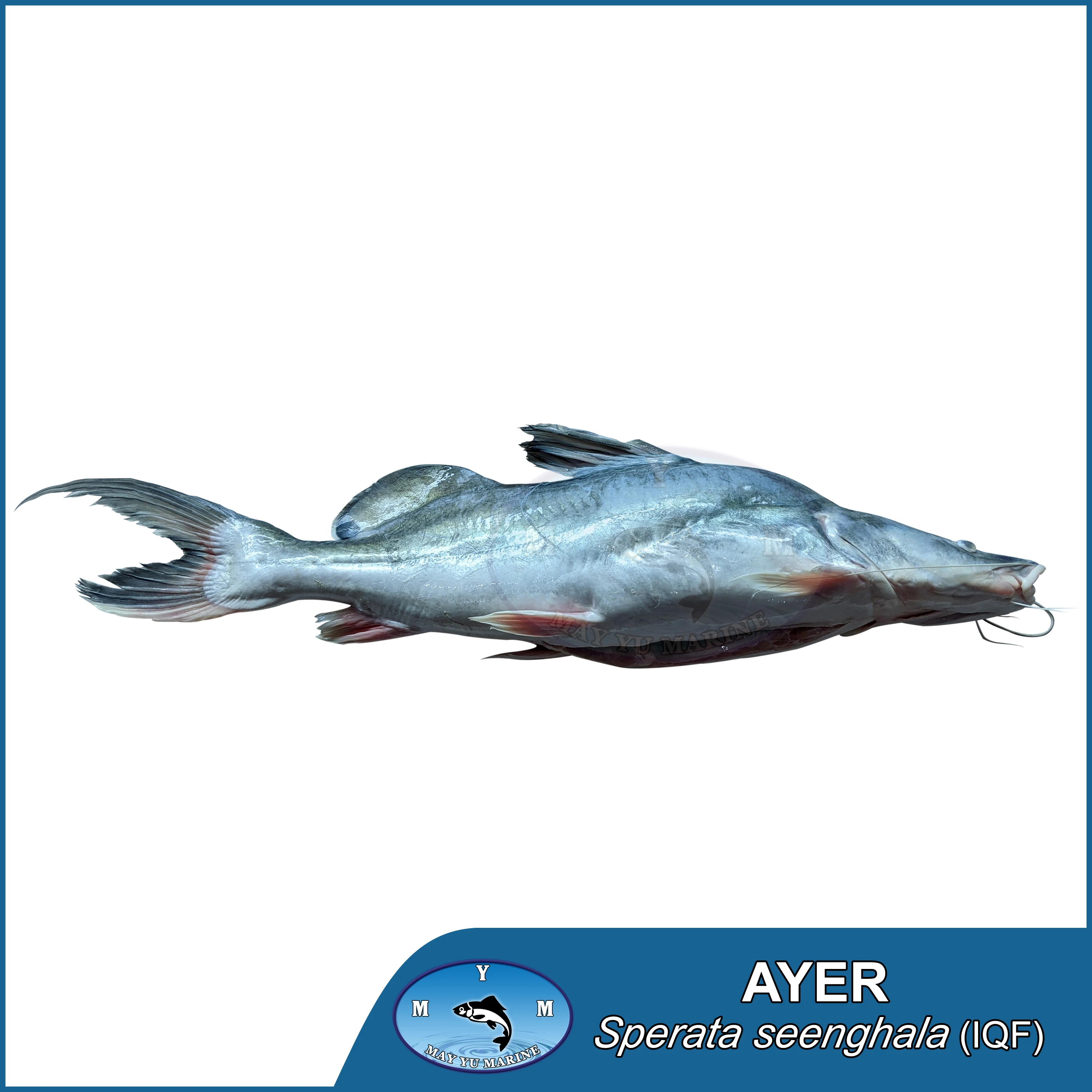Ayer Fish Gutted - Sperata seenghala, View Ayer Fish, Sea King Product ...