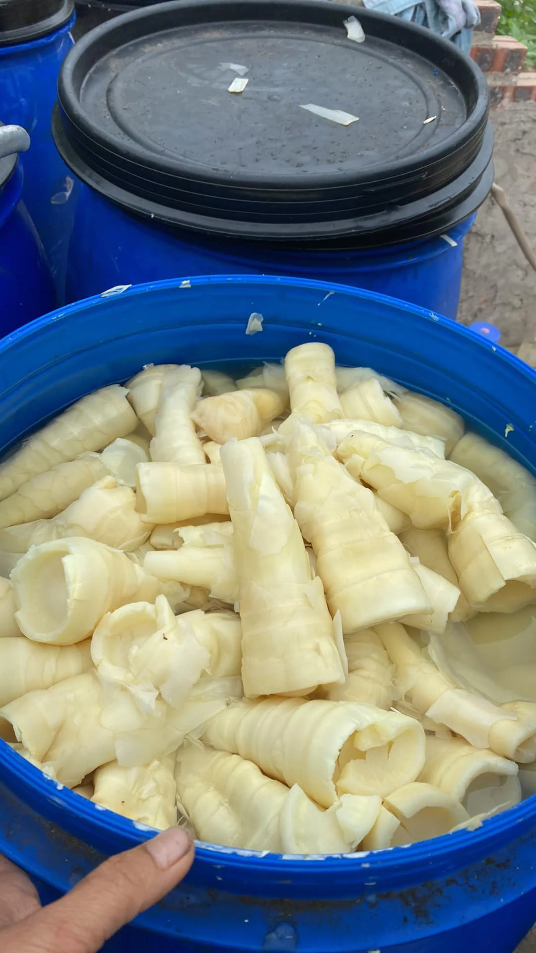 Canned Salted Pickled Baby Bamboo Shoot Healthy Vegetables From Vietnam ...