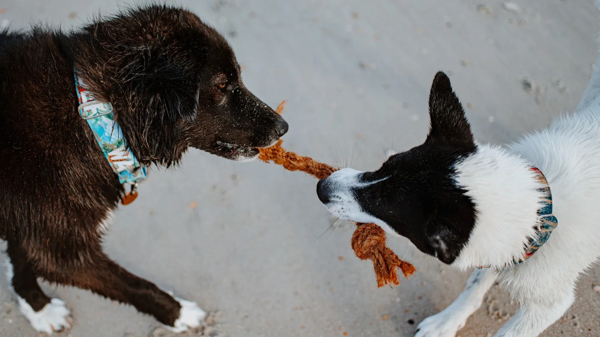 Coco Husk Chew Toy - Coconut Husk Rope Toy For Pets Eco Friendly Chew ...