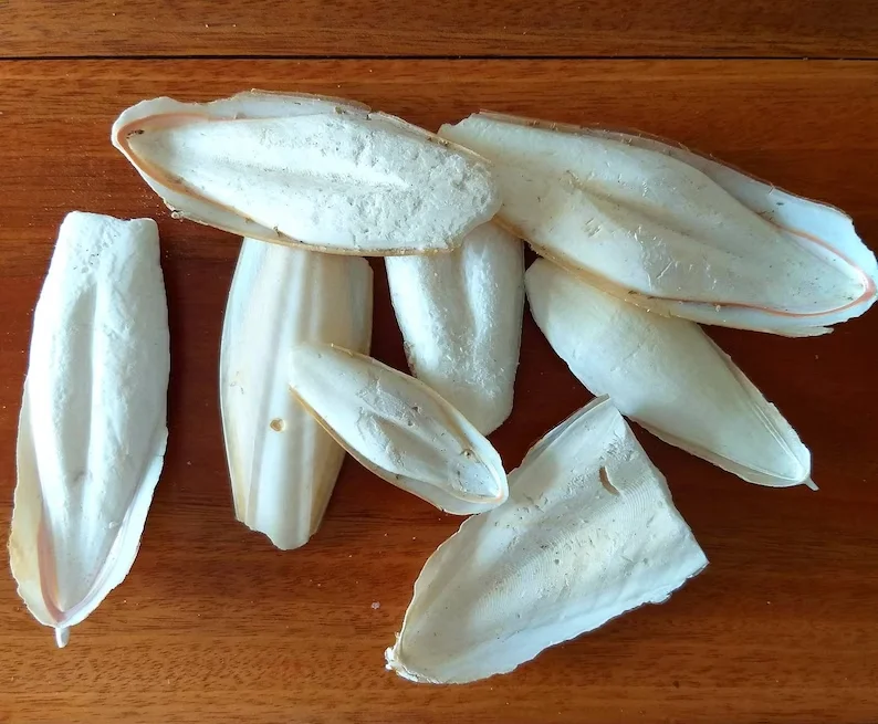 Wholesale Dry Cuttlebone Cuttlefish Bone For Pets Reptile Hermit Crab ...