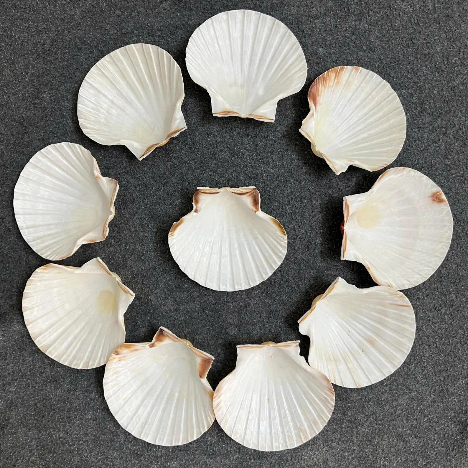 Decorative scallop shells with natural texture for craft shops ...