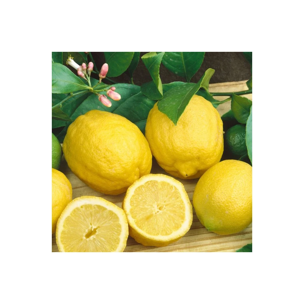 Fresh Eureka Adalia Verna Lemons And Valencia Navel Oranges Exporters ...