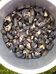 Top Healthy Dried / Fresh/ Frozen Snails And Giant Snails For Export ...