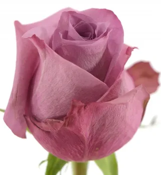 Premium Kenyan Fresh Cut Rose Purple Large Headed 62cm Stem Wholesale ...
