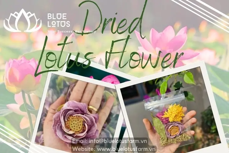 Dried Lotus Flowers Hot Product Best Price Healthy From Blue Lotus Farm ...