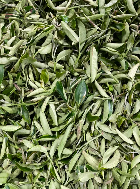 High Quality Dried Healthy Tea Taiwan Manufacturer Green Tea Leaves ...