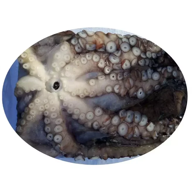 Cheap Frozen Baby Octopus/big Size Octopus With Competitive Price ...