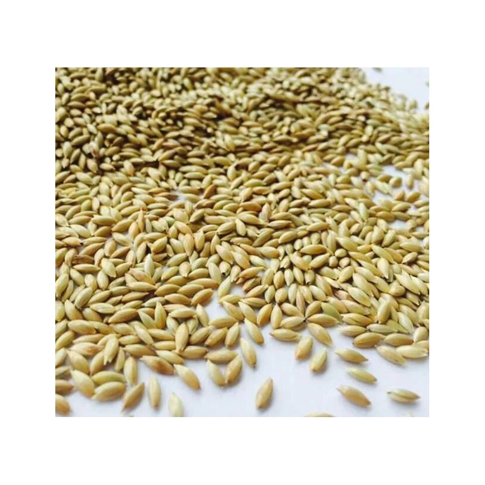 Canary Seed Canary-Seed-For-Human-Consumption for Bird Feed for ...