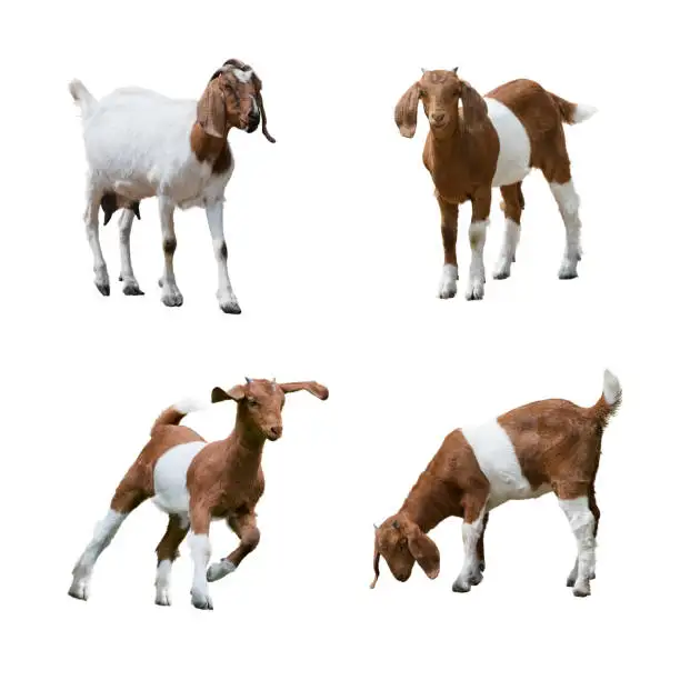 Best Price Live Stock Boer Goat Bulk Stock Available - Buy Pregnant Boer Goats For Sale Live ...