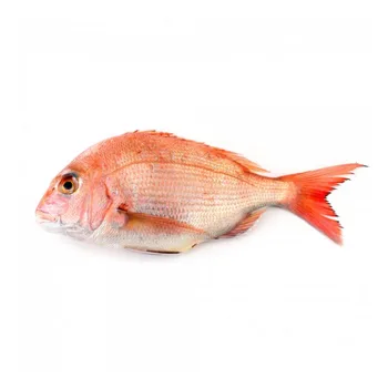 Fresh Frozen Whole Frozen White Snapper Fish Best Wholesale Price In ...