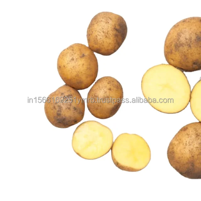 Superior Product Sell For The 100g And Up Fresh New Crop Potato From ...