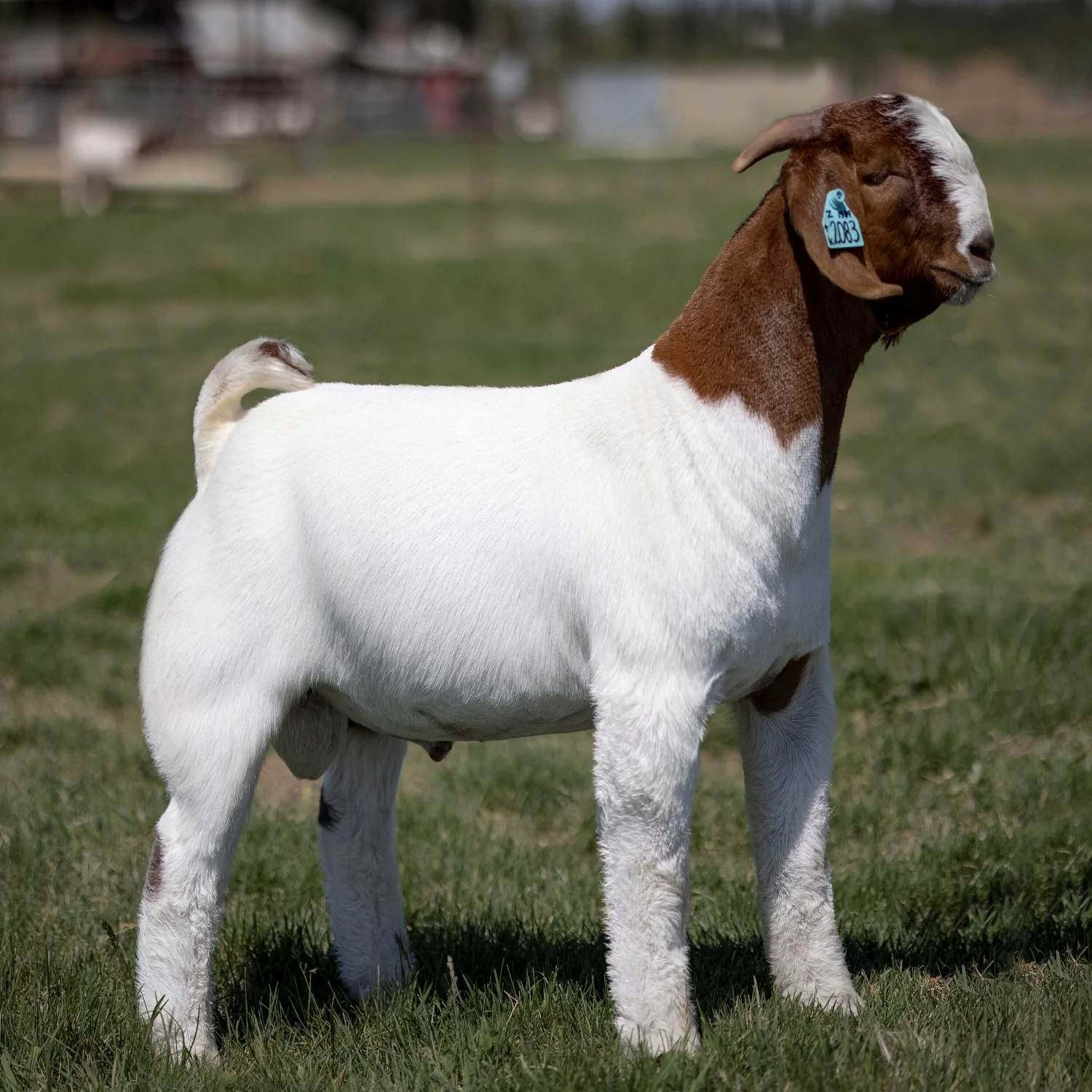 100% Full Blood Live Boer Goats / 100% Pure Blood Mature Boar Goat - Buy Boer Goats,Alive Goats ...