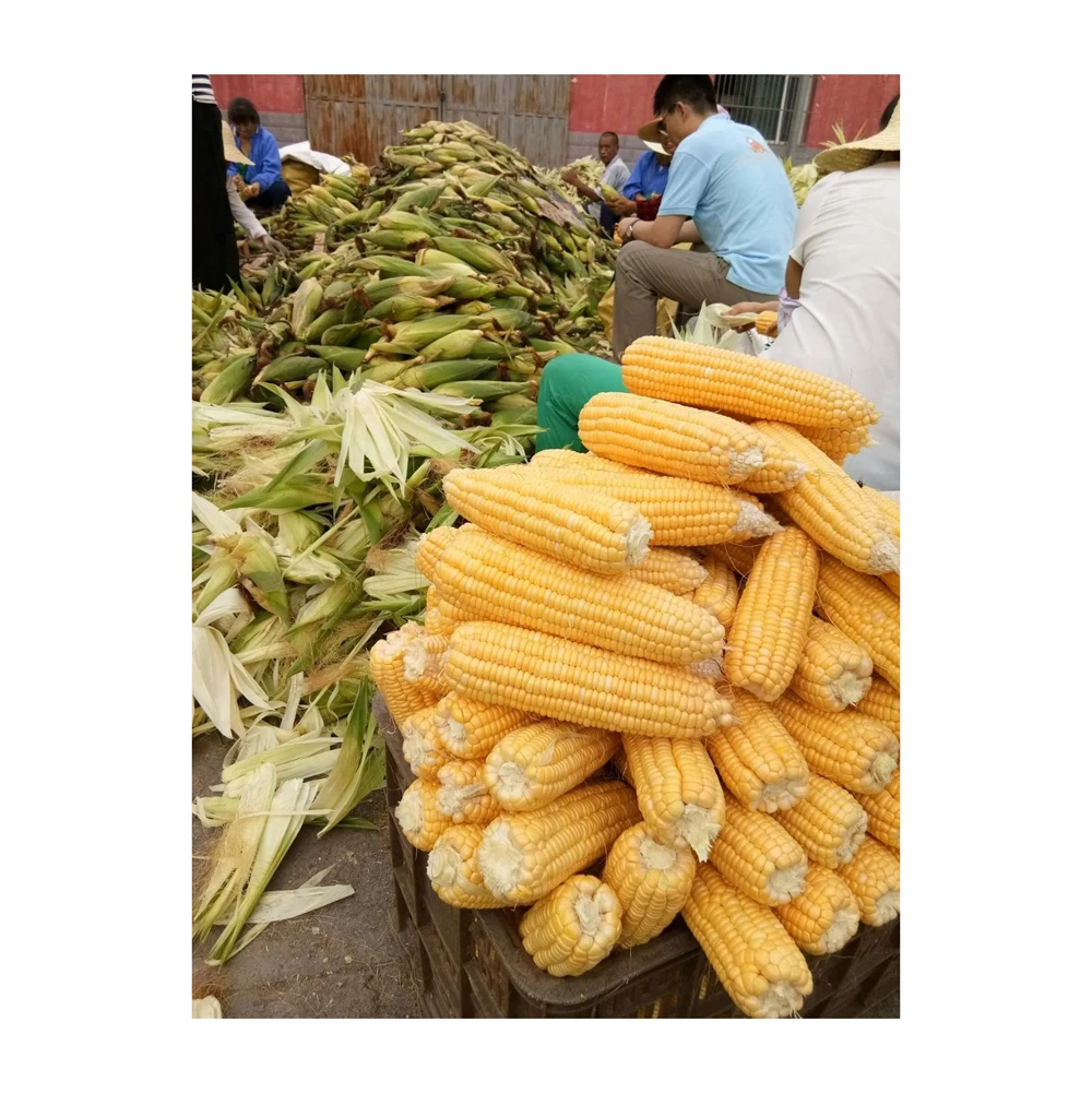 Factory Price Dried Yellow Corn - Maize Dry For Animal Feed For Sale ...