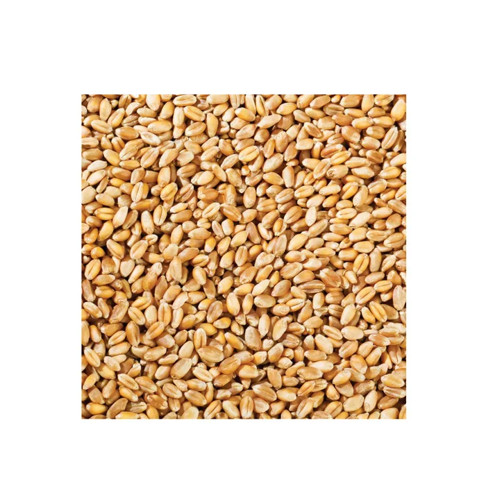 Wheat From Dried Grade 3 Wheat Grain Best Wholesale Price - Buy Premium ...