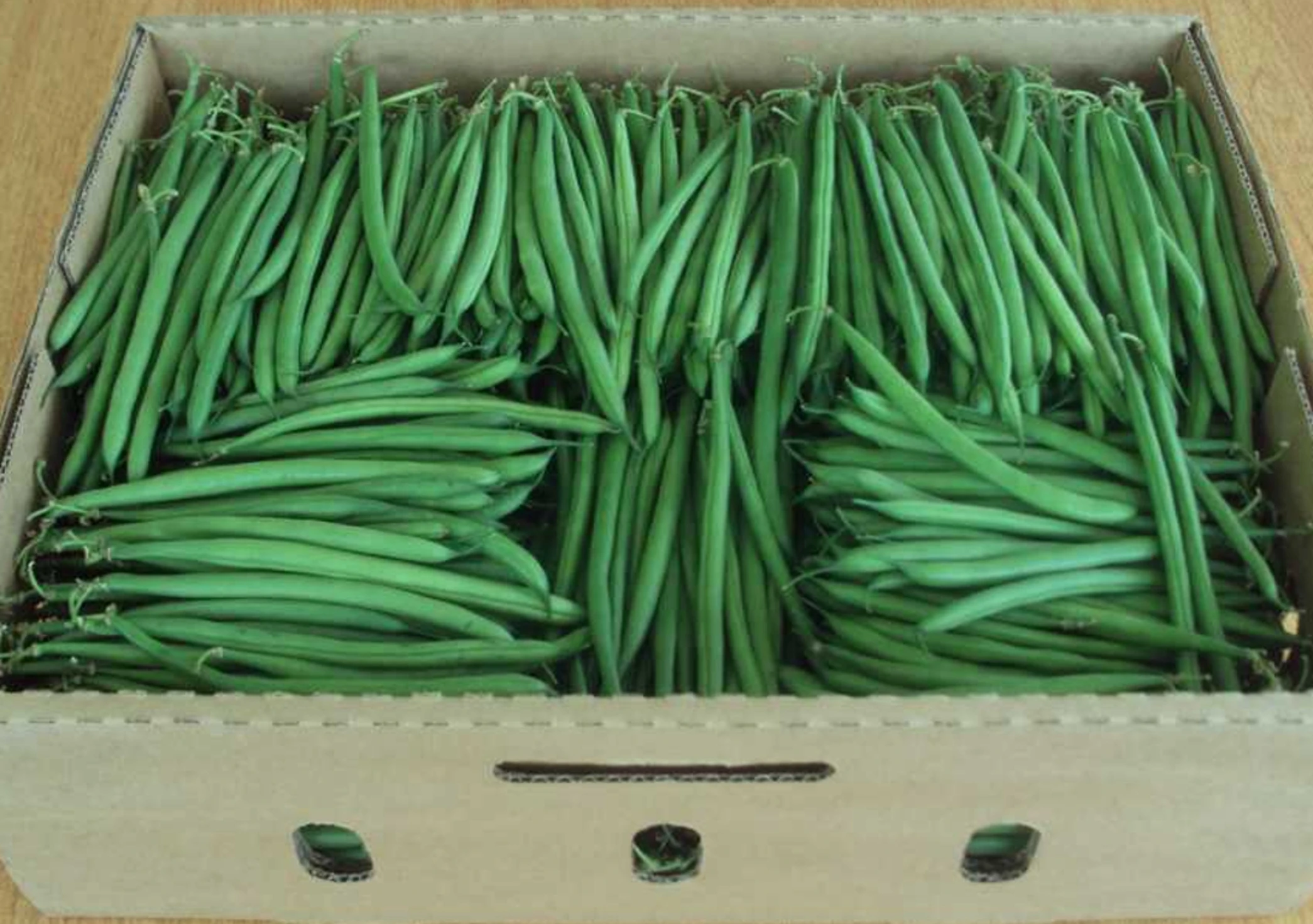Fresh Green Long Beans - Buy Fresh Green Bean Fava Beans Fresh Fresh Bean Stick Fresh Soya Bean ...