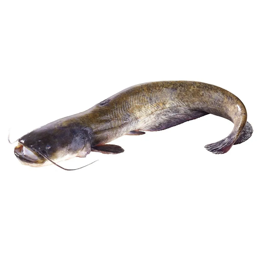 Guangzhoou Black Bullhead Chinese Farm Frozen Live Catfish Wholesale ...