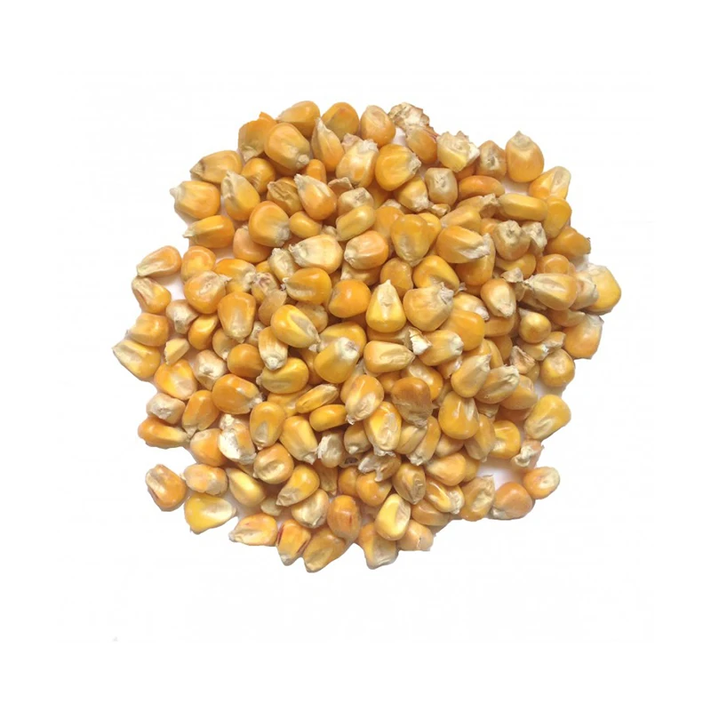 New Crop Yellow Corn Maize For Human And Animal Feed Grade Consumption ...
