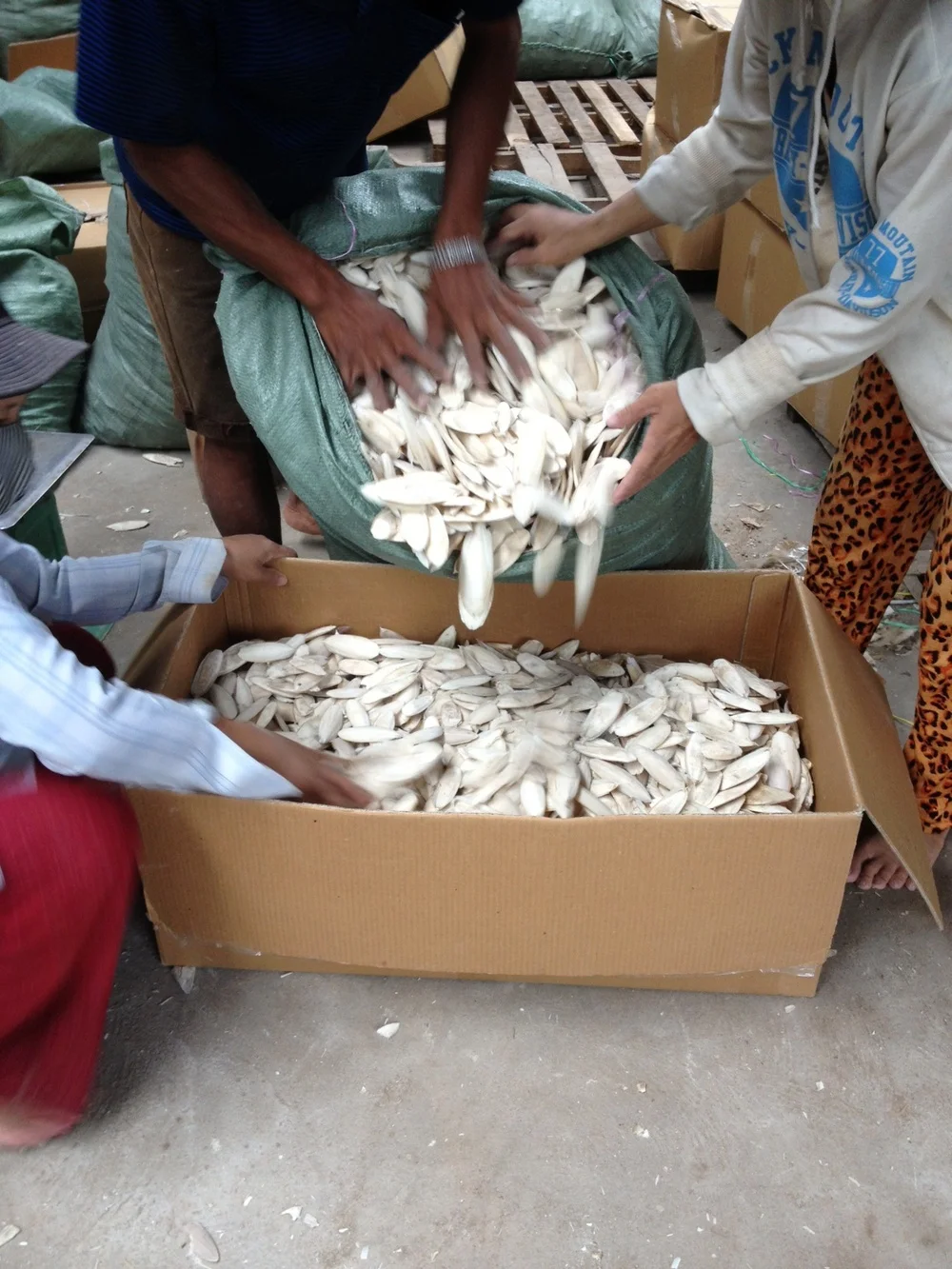 Cuttlefish Bones/ Dried Cuttlefish Bone/ Cuttle Fish Bone Cuttlebone ...