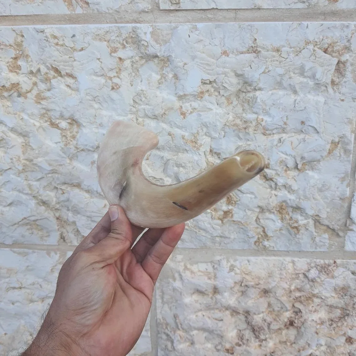 Antique Shofar Horn Ram Horn Trumpet Hashanah From India Full Polished ...