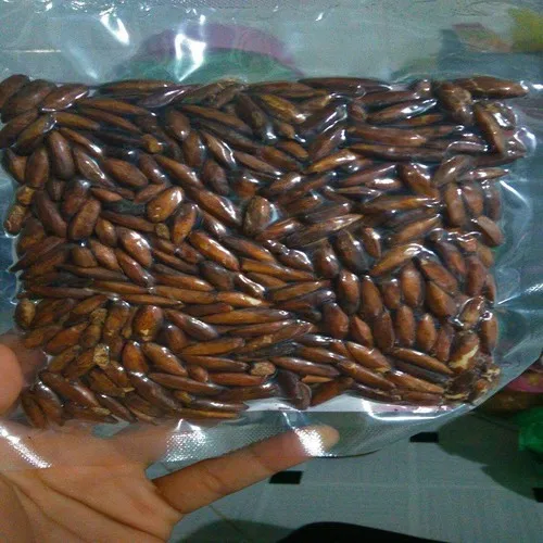 Best Terminalia Catappa Seed Price - Nutrient-Rich Almonds
