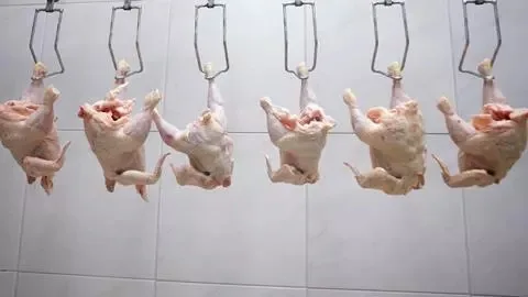 Frozen Best Grade Frozen Chicken Paws Frozen Whole Chicken Chicken Feet ...