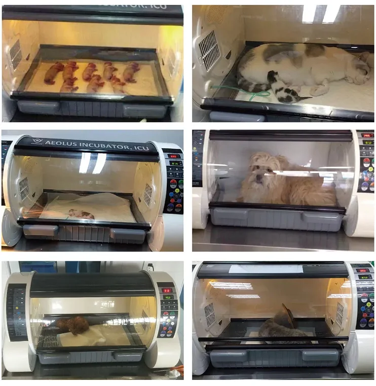 Aeolus Veterinary Pet Incubator Chamber ICU with Temperature Control ...