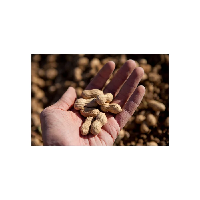 Shop High Quality Ground Nut Red Skin Peanuts from Canada