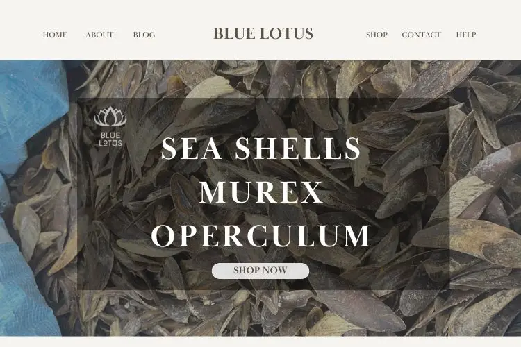 BEST SELLING Murex Sea Shell Operculum Raw Polished Pieces Perfect for ...
