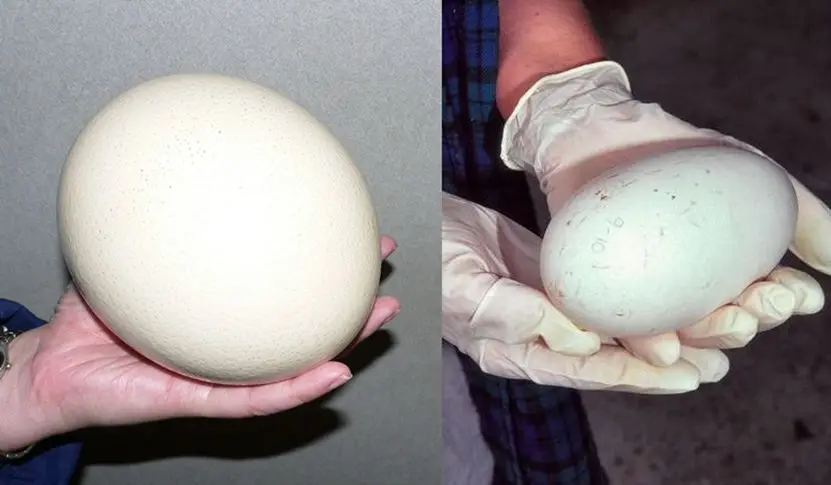 Automatic Computer Control Incubator for 72 Ostrich Eggs