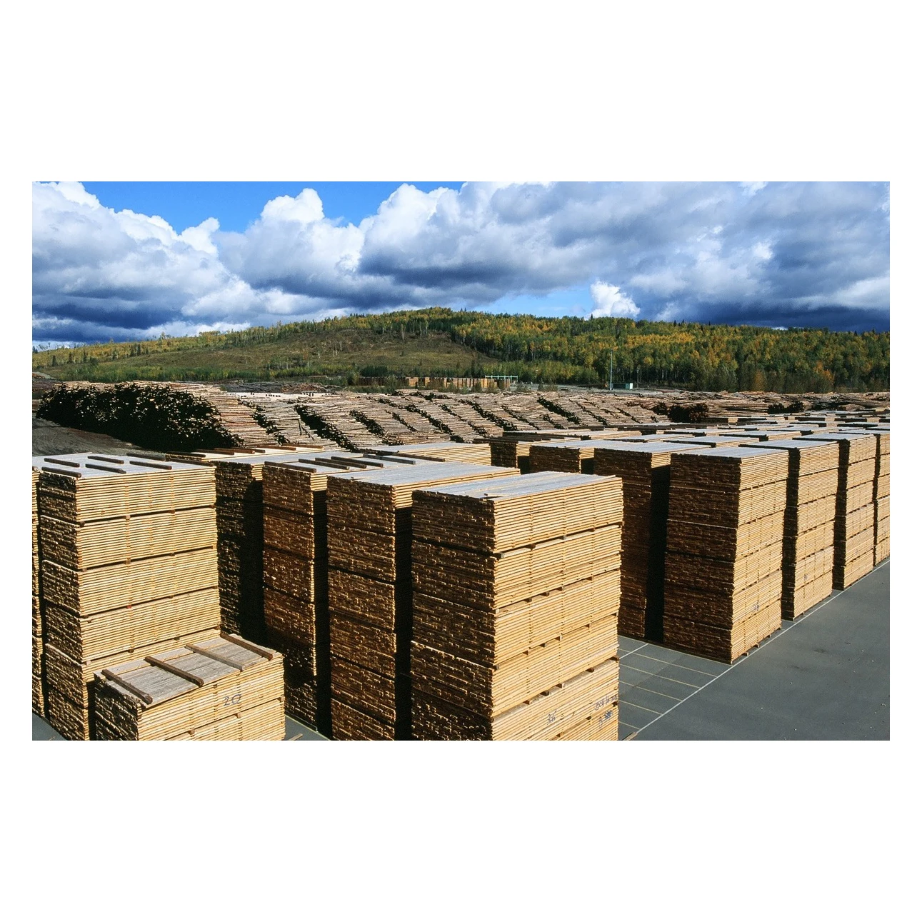 Hot Selling Timber Construction Pine/douglas-fir/rubberwood/paulownia ...