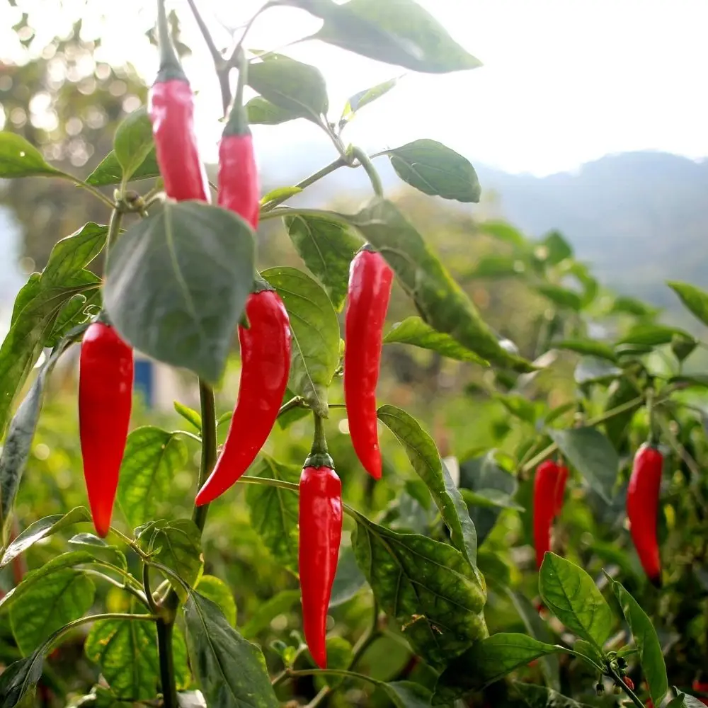 Super Spicy Dehydrated Whole Chilli Vietnamese Chilli Dried Style ...