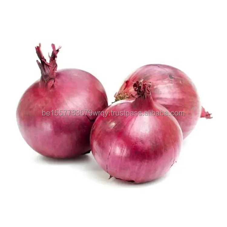 Fresh Egyptian Red Onion For Sale - Buy Crop 2023 Fresh Onion Chinese ...