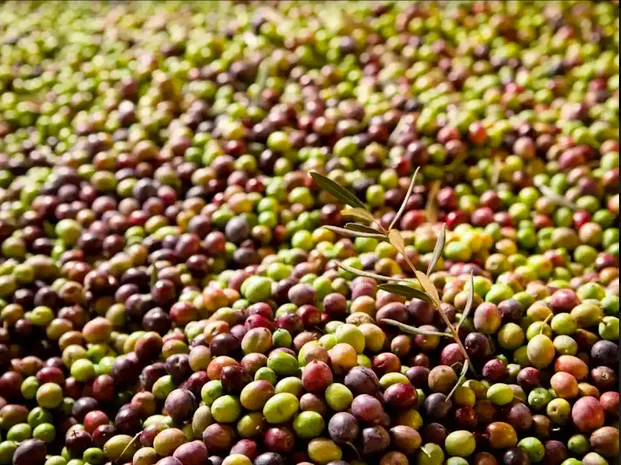 Fresh Olive Fruits For Sale At Great Discount Prices In Brazil - Buy ...