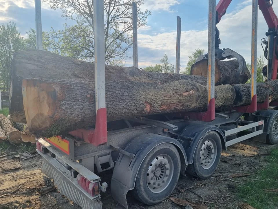 Eucalyptus Log Round Wood Tree Logs Good Price For Export Best Selling ...