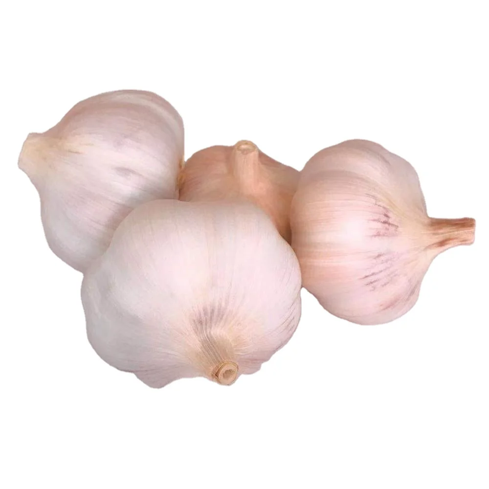 Fresh Pure White Garlic New Crop 4p .5p .3p Pure White Garlic - Buy ...