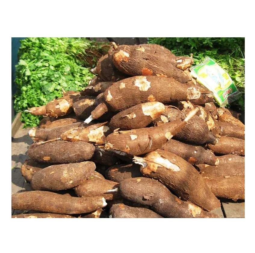 Best Price Fresh Vegetables Cassava Bulk Stock Available With ...