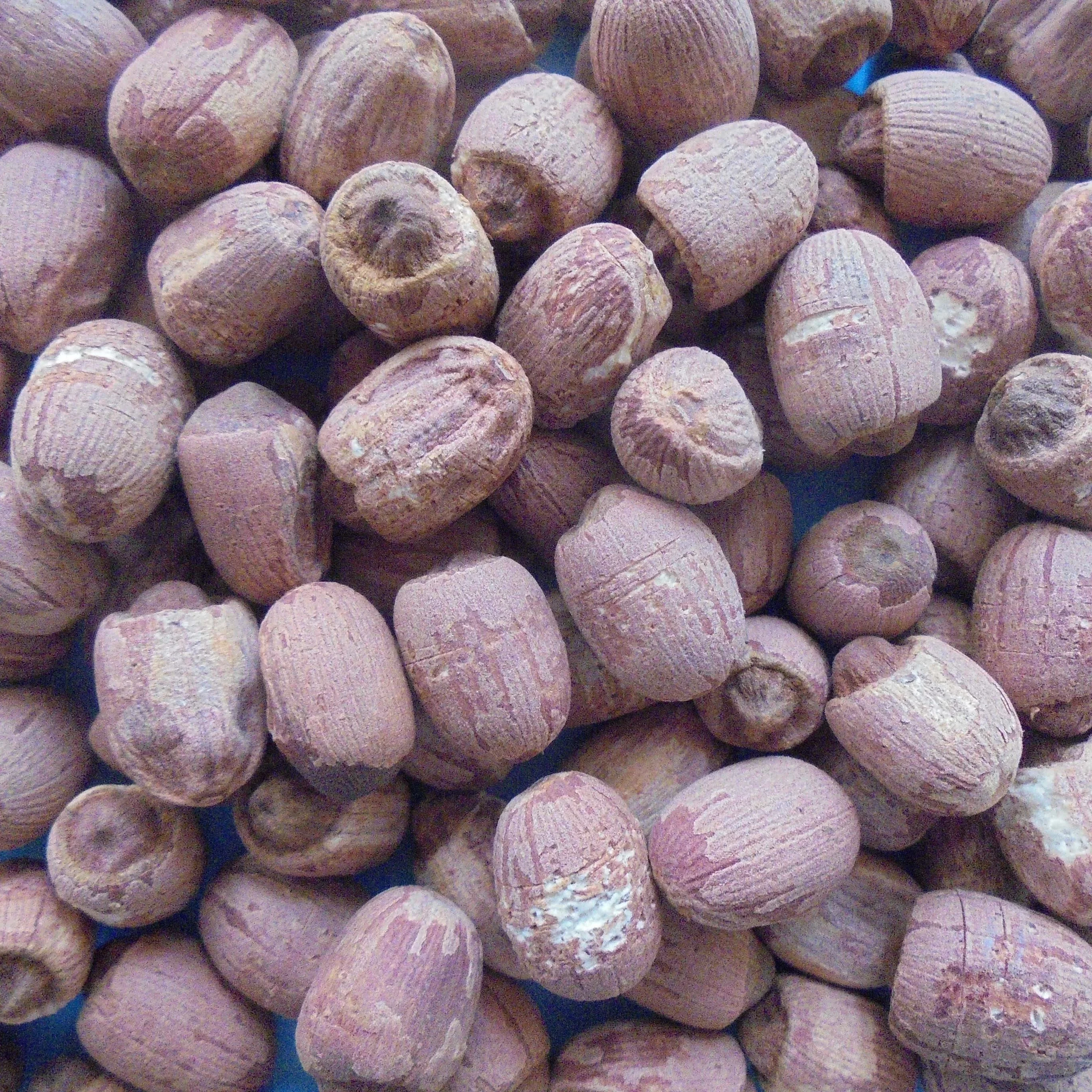 VIETNAM Red LOTUS SEEDS Round shape and identical new season Packing in ...